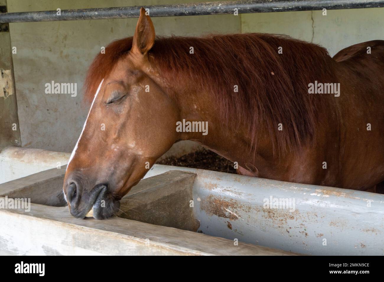 horse in the stable at the zoo landscape Stock Photo - Alamy