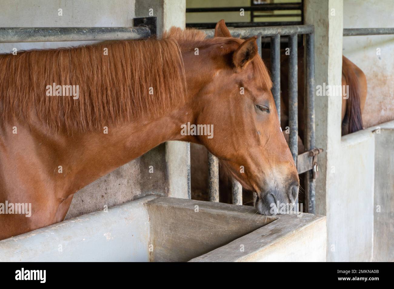 horse in the stable at the zoo landscape Stock Photo - Alamy