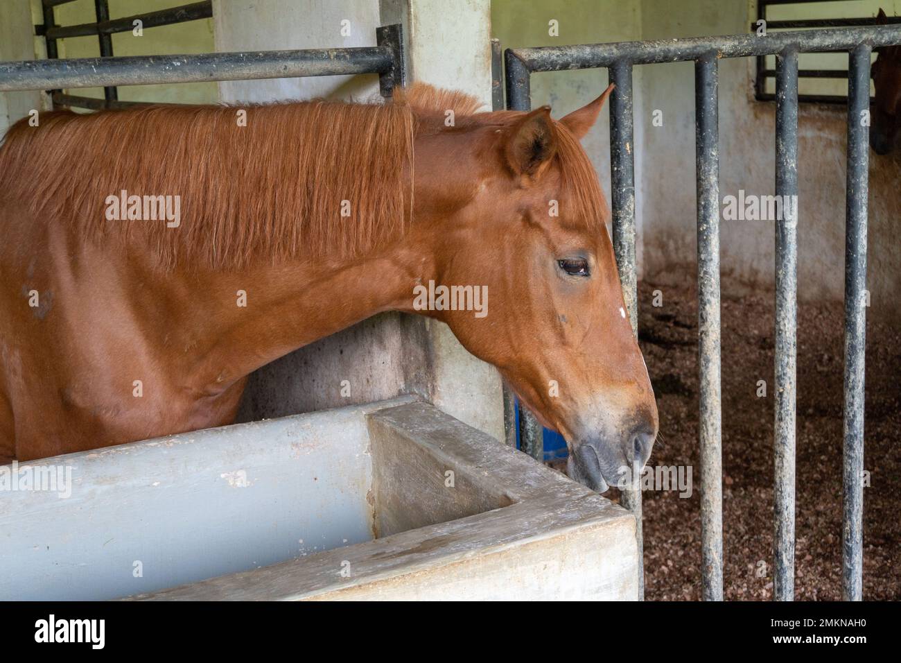 horse in the stable at the zoo landscape Stock Photo - Alamy