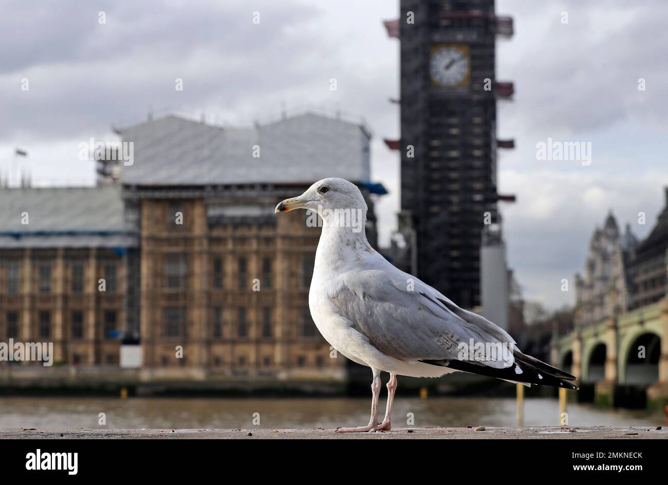 A seagull stands in front of Britain's parliament buildings, including ...