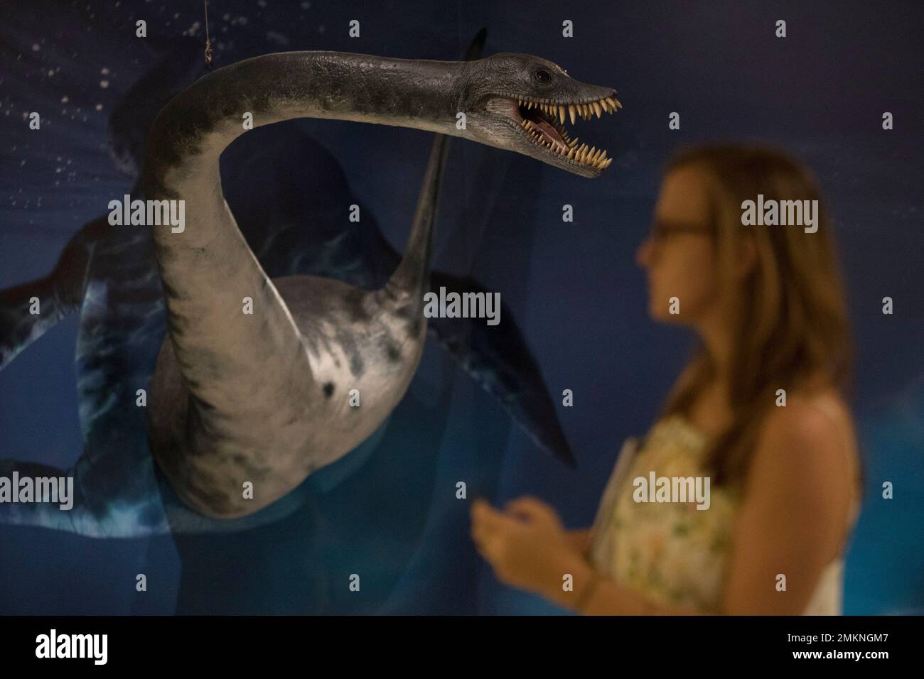 In this Jan. 16, 2019 photo, a sculpture of a Plesiosaur is displayed ...