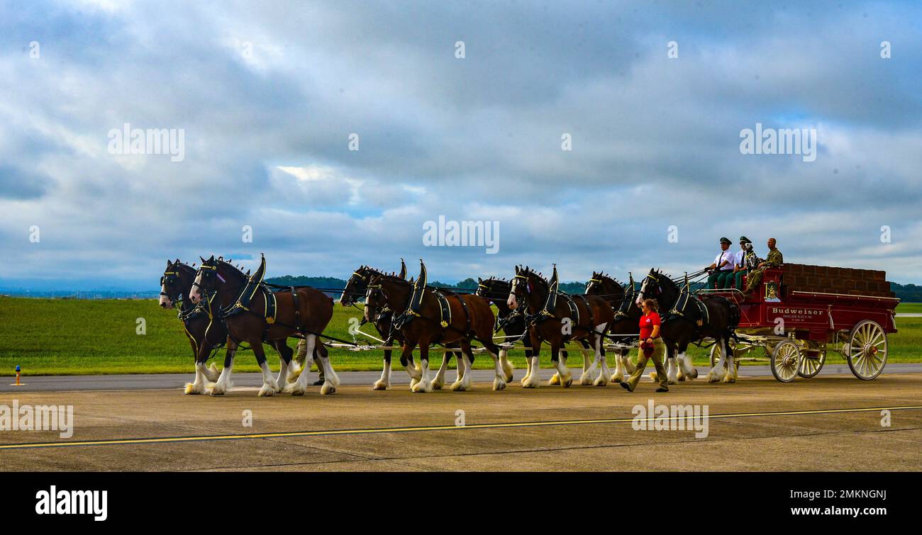 The famous eight-horse hitch rides along the flight line at McGhee ...