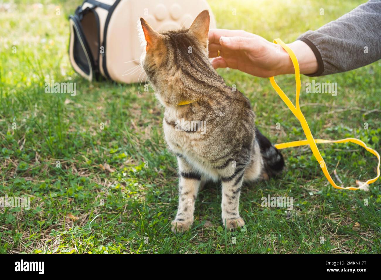 Walking a domestic cat with the owner on a yellow harness. The tabby ...