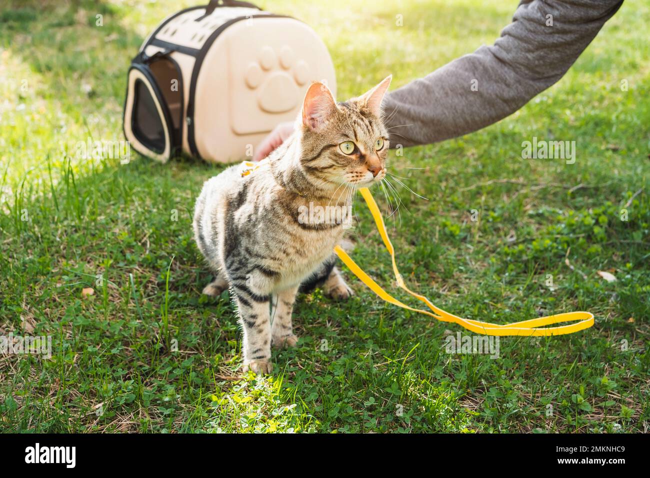 Walking a domestic cat with the owner on a yellow harness. The tabby ...