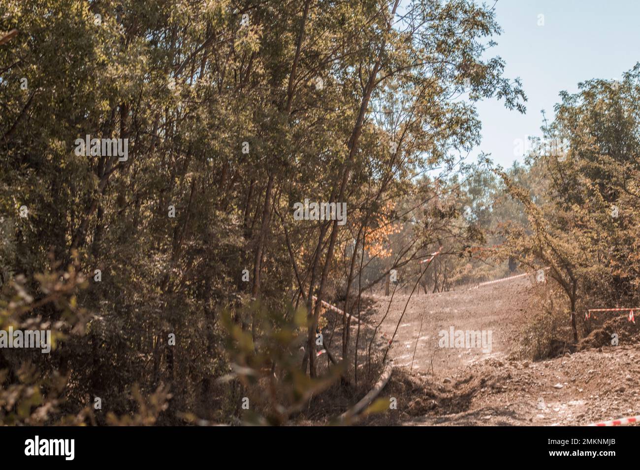 High angle view of arid and dehydrated trees. Concept of global warming ...