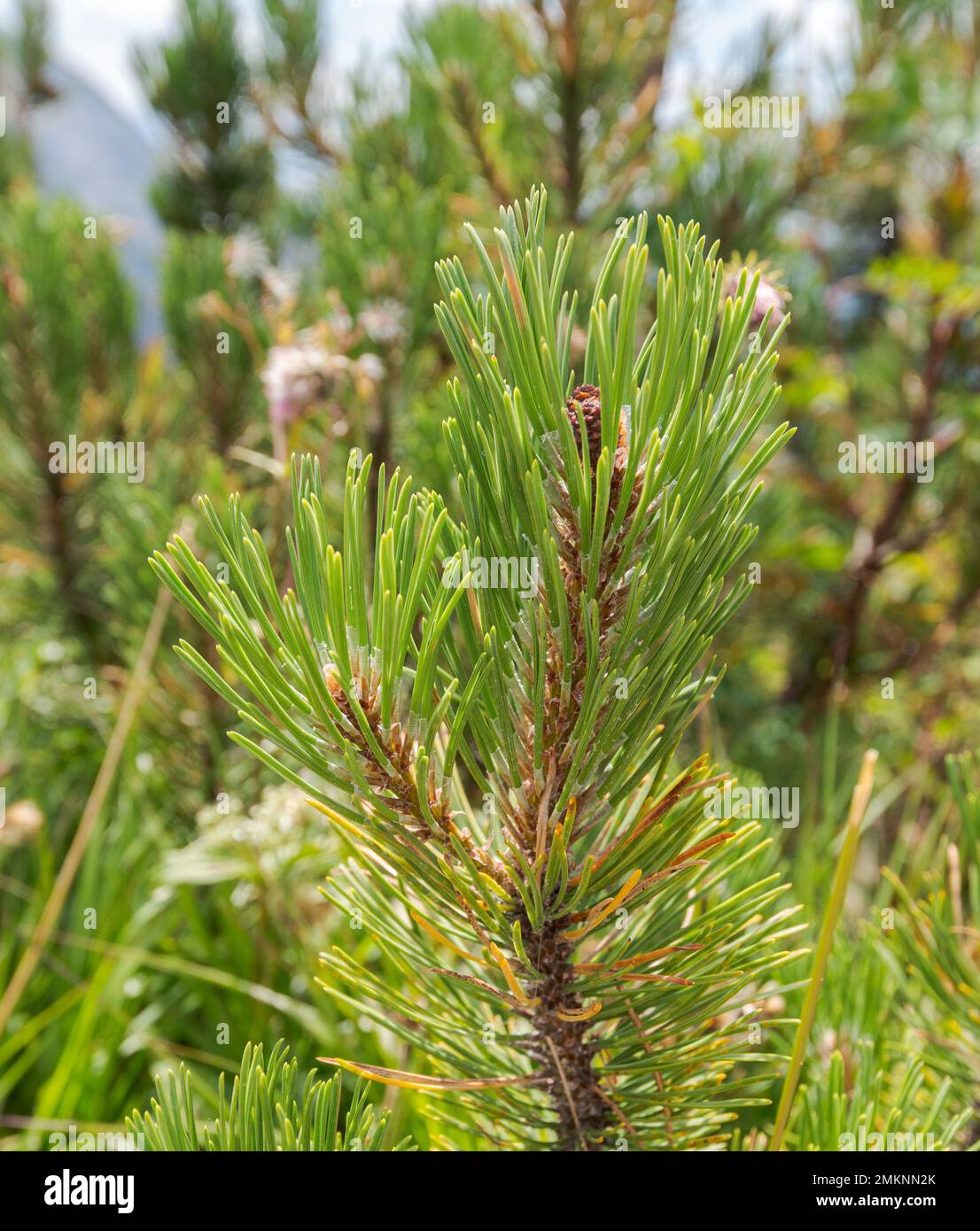 Detail of leaves and branches of Dwarf Mountain pine, Pinus mugo. Photo ...