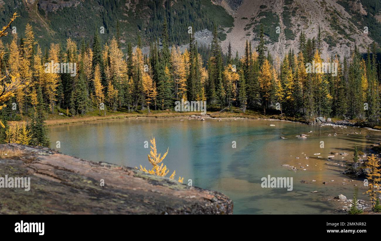 Autumn colours at Lake O’Hara, Yoho national Park, Canadian Rockies ...