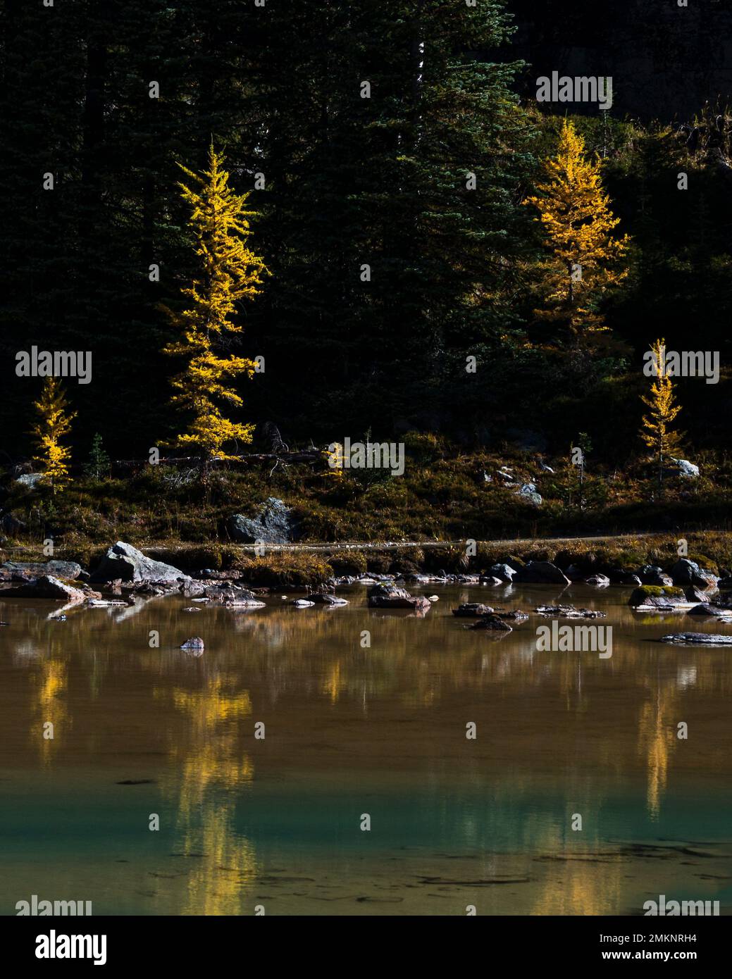 Bright yellow larch trees reflected in the waters at Lake O’Hara in ...