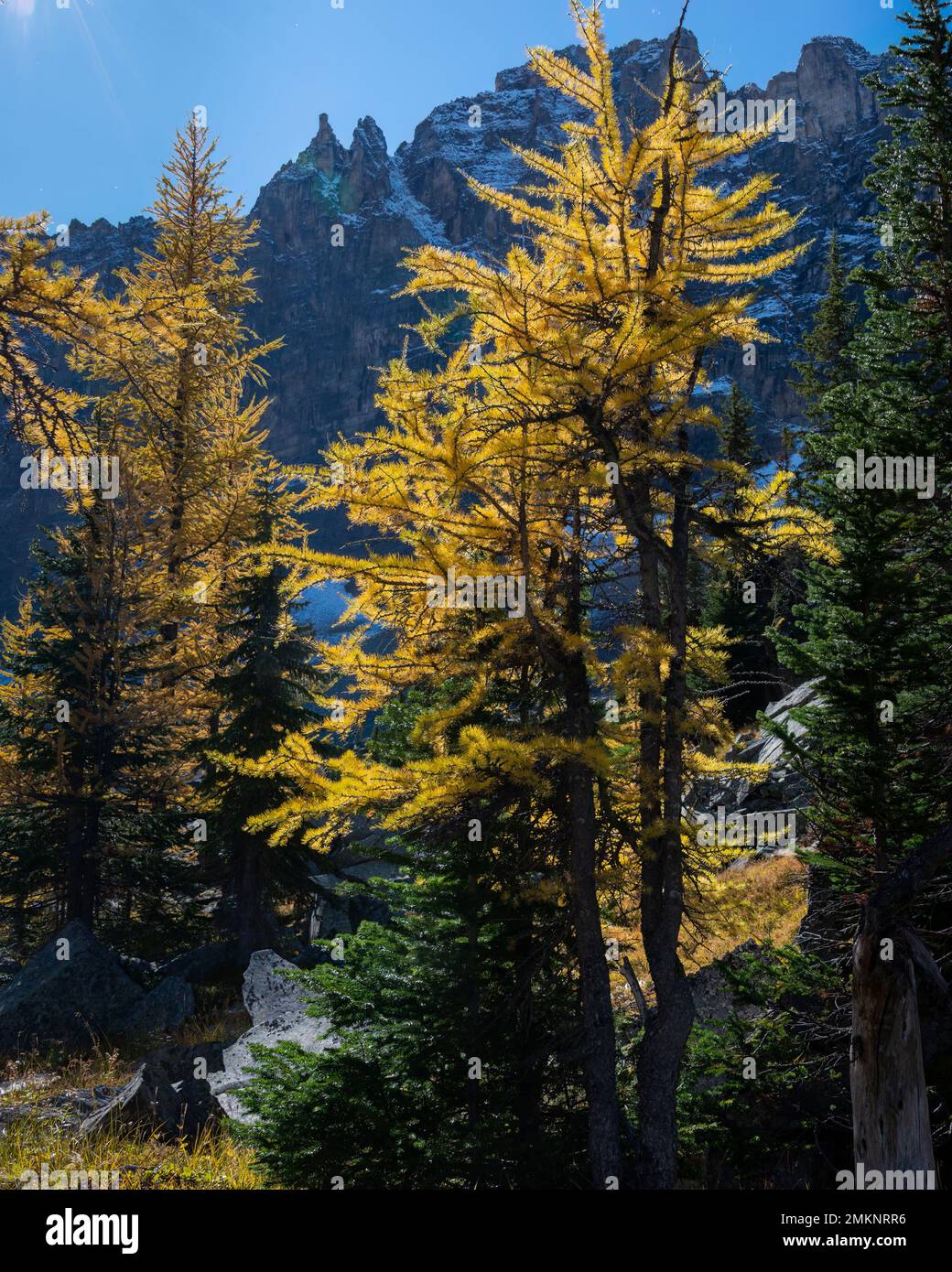 Bright yellow larch trees with snow-capped mountains in the background ...