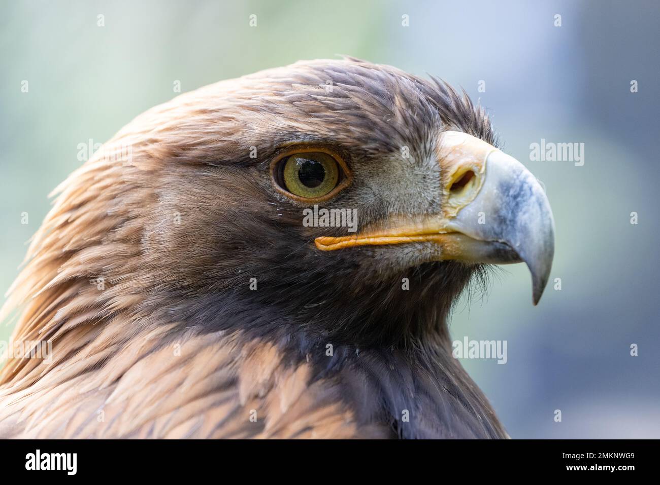 Golden Eagle [ Aquila chrysaetos ] in Loch Lomond Bird of Prey centre ...