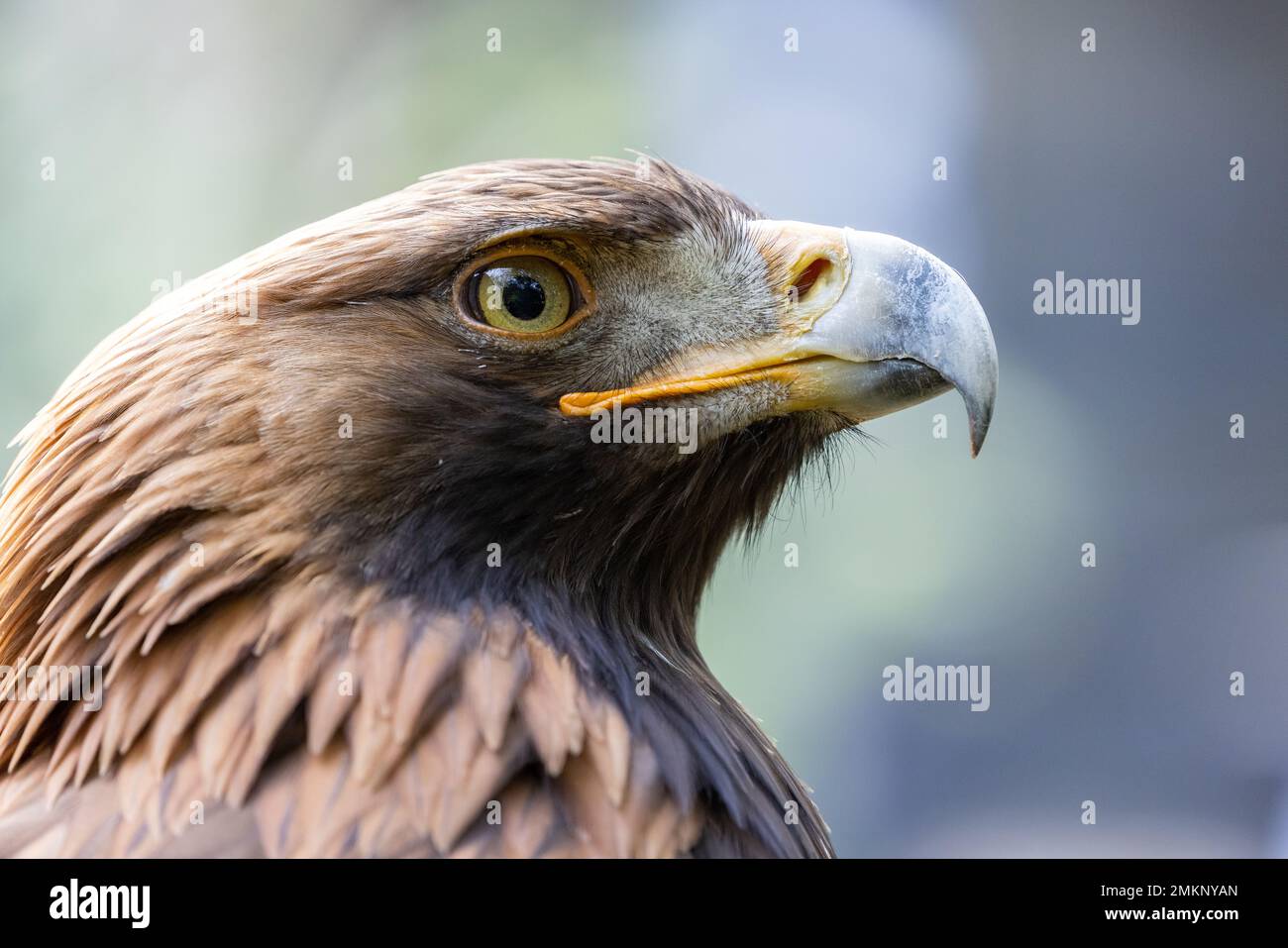 Golden Eagle [ Aquila chrysaetos ] in Loch Lomond Bird of Prey centre , head shot Stock Photo ...