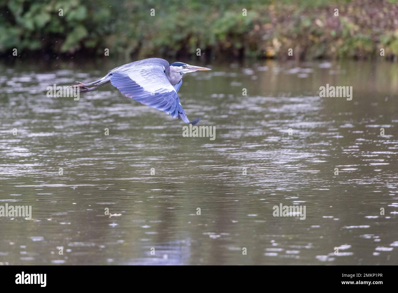 Grey Heron [ Ardea cinerea ] flying low over water Stock Photo - Alamy