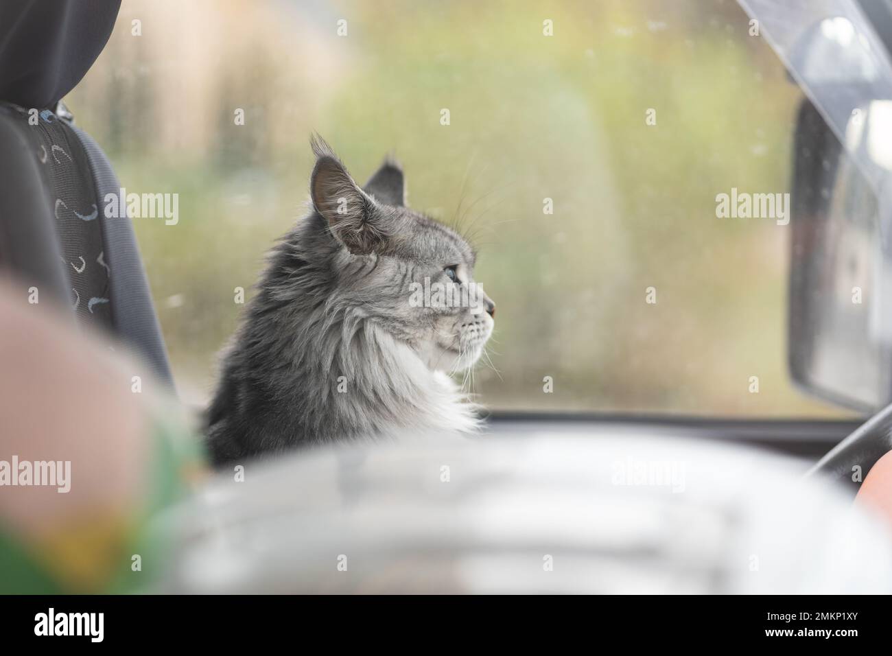 Traveling with pets, cute grey cat sitting inside car on drivers seat ...