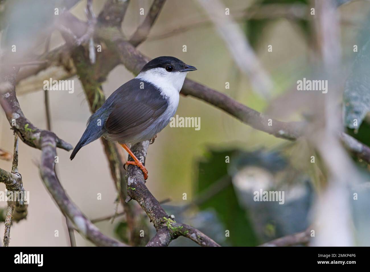 White bearded manakin hi-res stock photography and images - Alamy