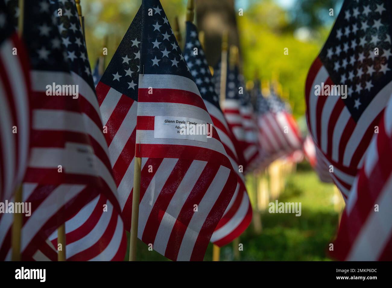 Small United States flags are placed in the ground in memoriam of those ...