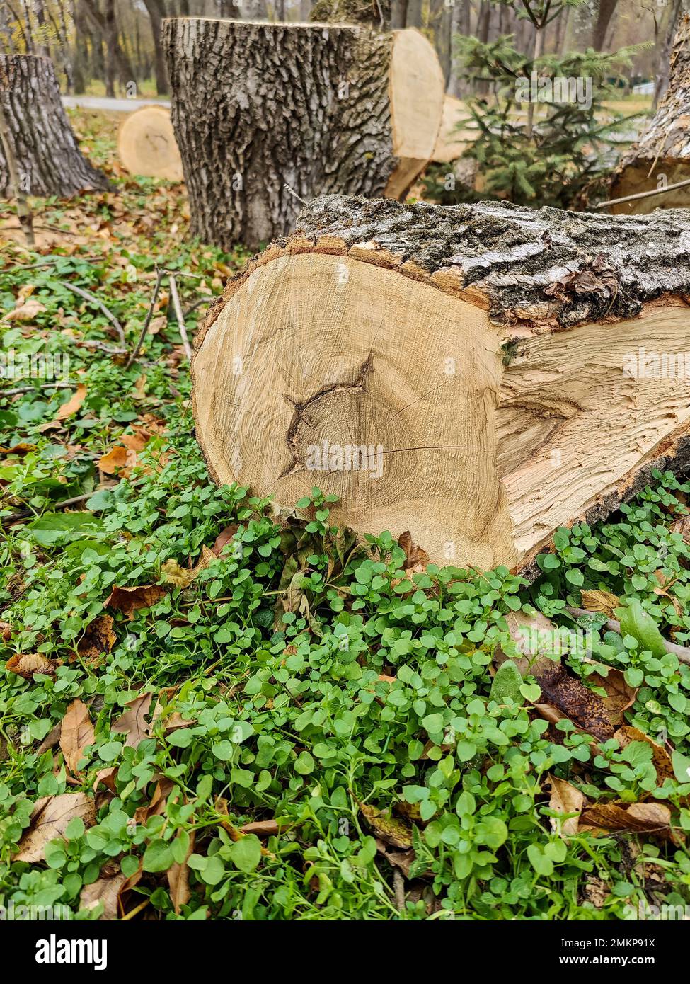 Trunk of old poplar tree, sawn into pieces. Preparation of wood for ...