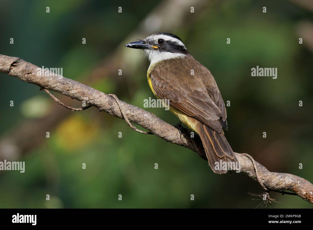 Pitangus sp hi-res stock photography and images - Alamy
