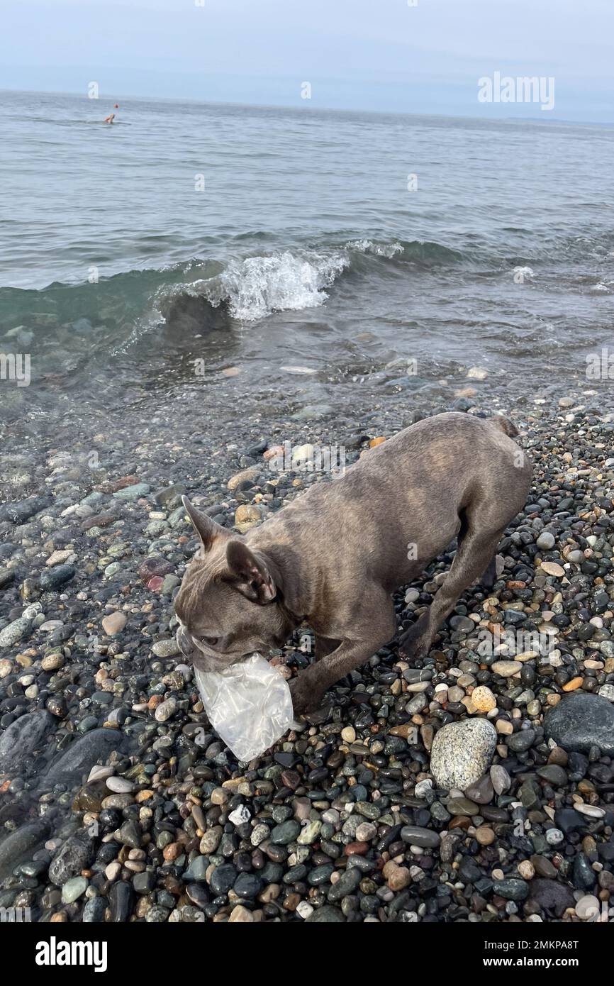 Little dog pet holding plastic bottle in mouth, which he caught in sea ...