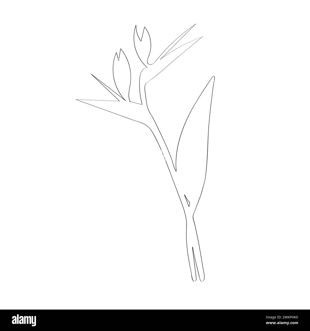 Strelitzia vector sketch Stock Vector Image & Art - Alamy