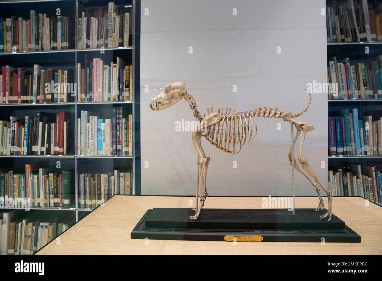 This Wednesday, Jan. 9, 2019, photo shows the skeleton of Belgrave Joe ...