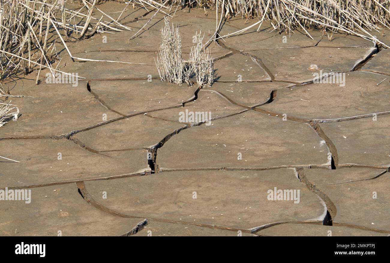 Climate survival hi-res stock photography and images - Alamy