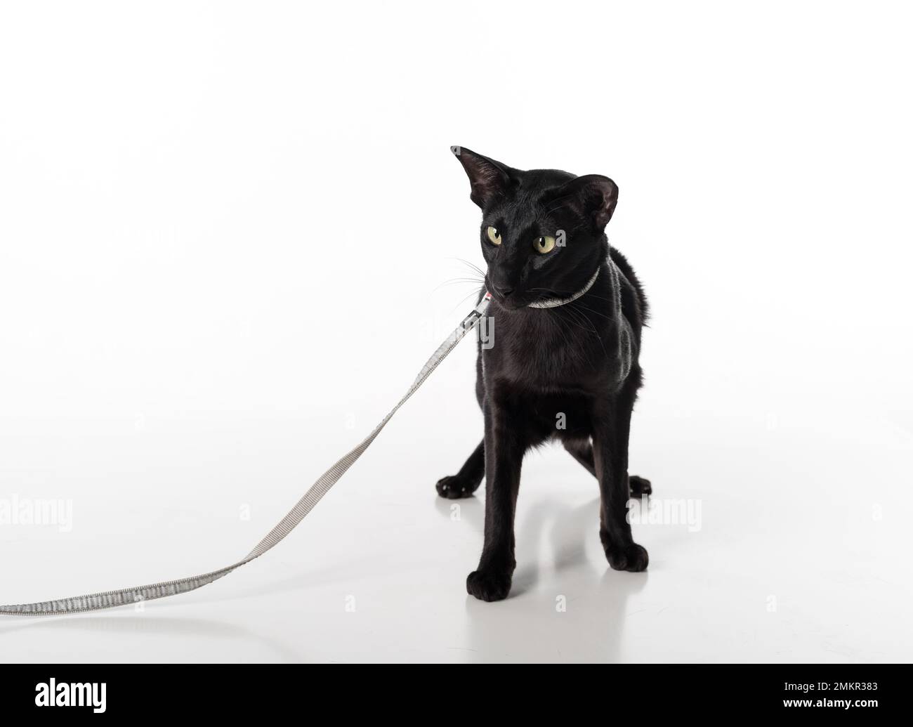 Curious Black Oriental Shorthair Cat. Studio Photo Shoot. Isolated on ...