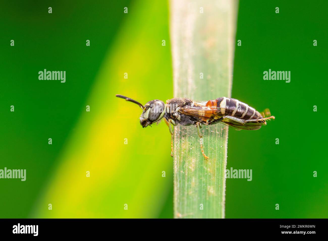 Image of little bee or dwarf bee(Apis florea) on the green leaf on a ...