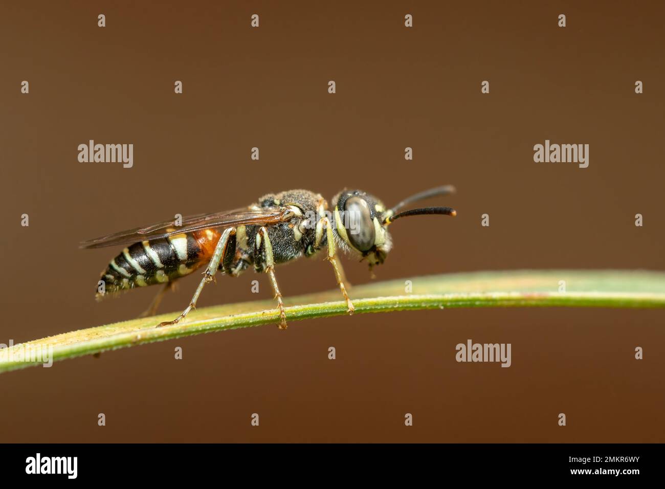 Image of little bee or dwarf bee(Apis florea) on the green leaf on a ...