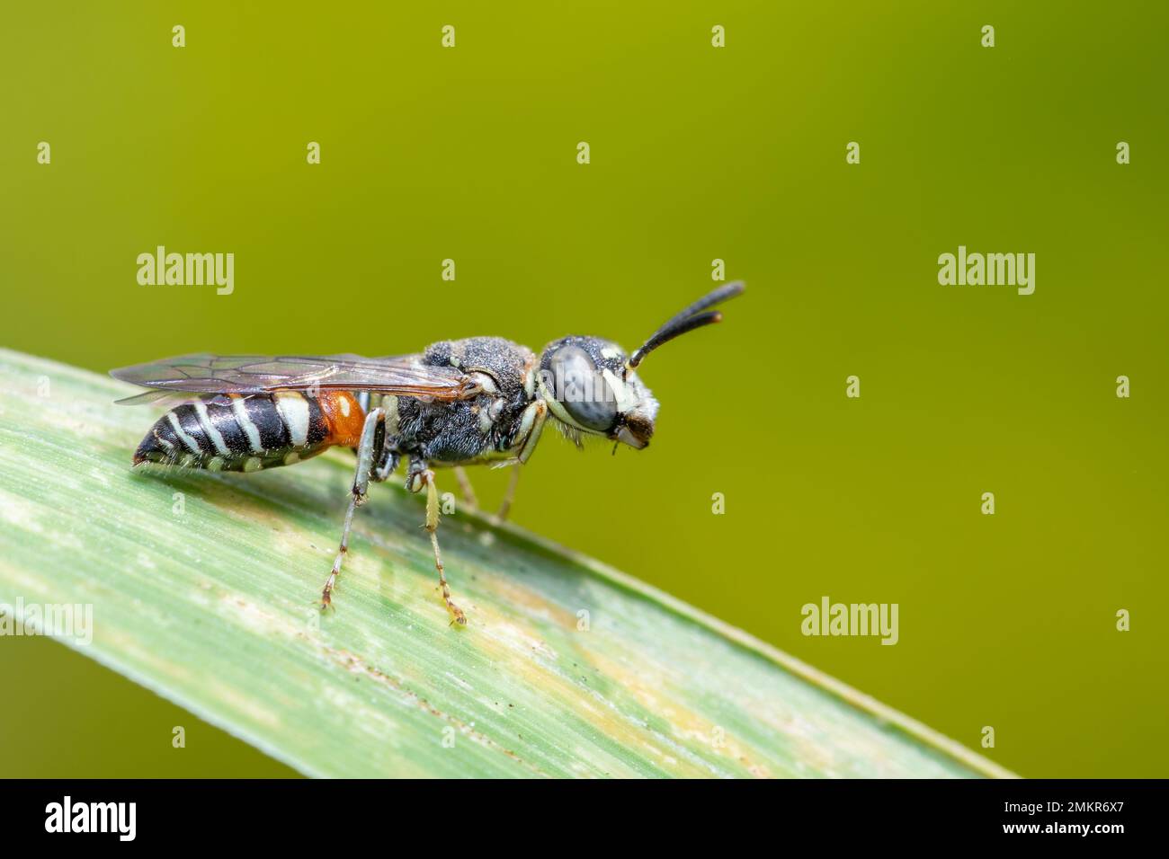 Image of little bee or dwarf bee(Apis florea) on the green leaf on a ...