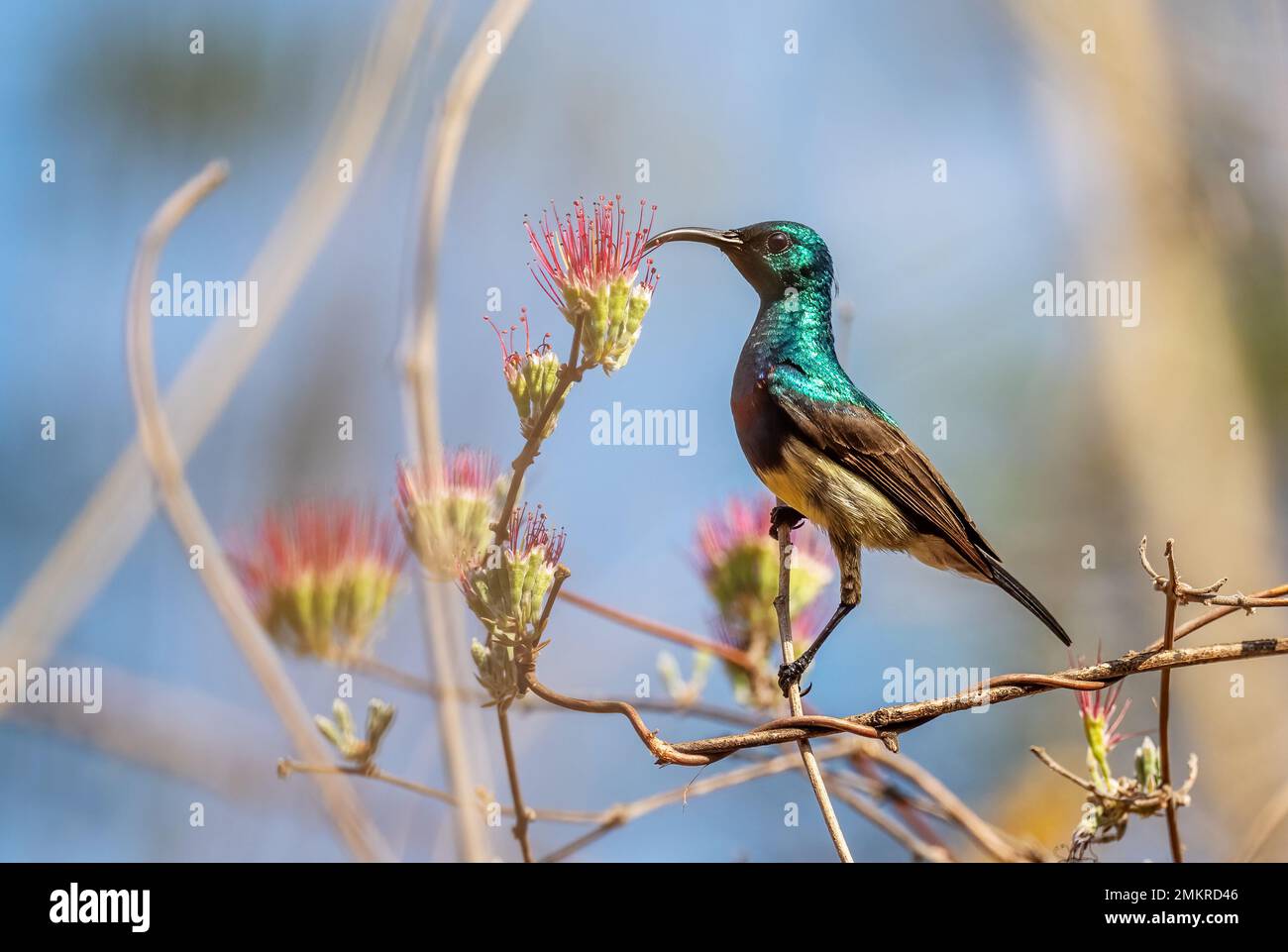 Souimanga Sunbird - Cinnyris sovimanga, small beautiful colored ...