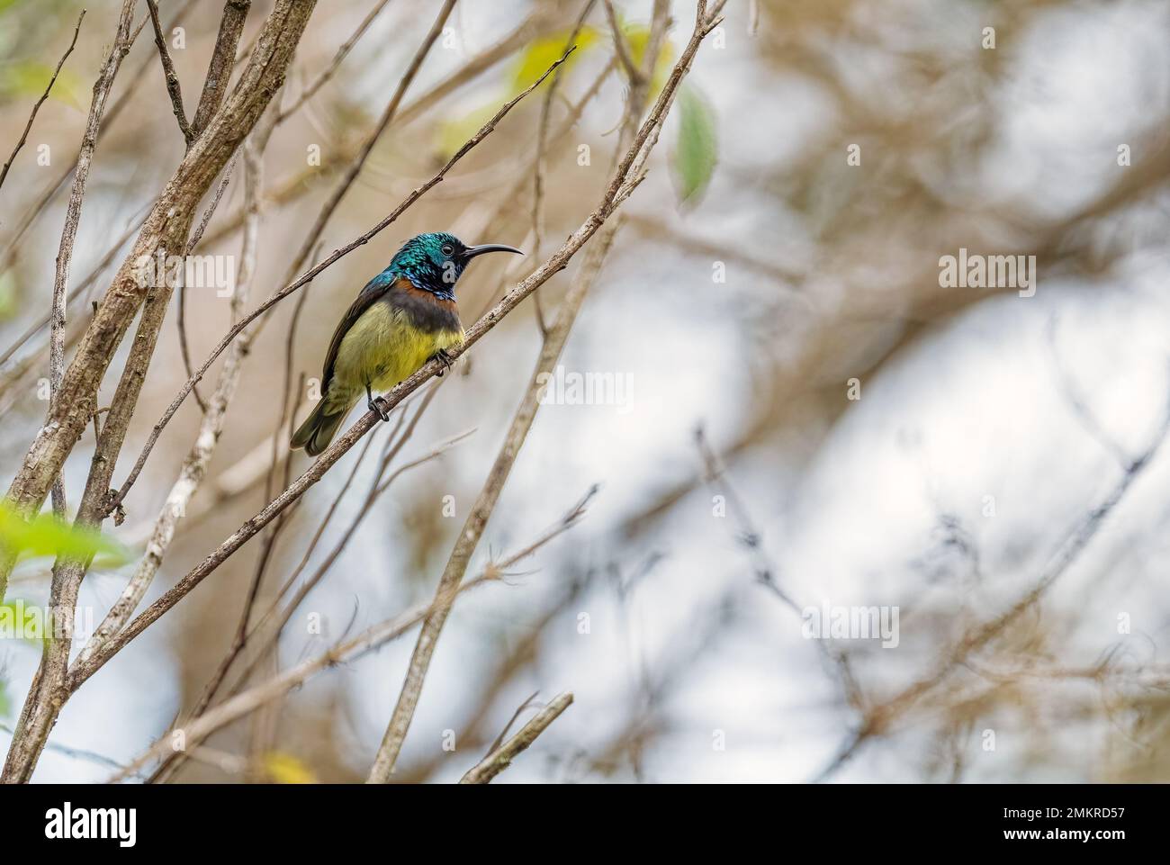 Souimanga Sunbird - Cinnyris sovimanga, small beautiful colored ...