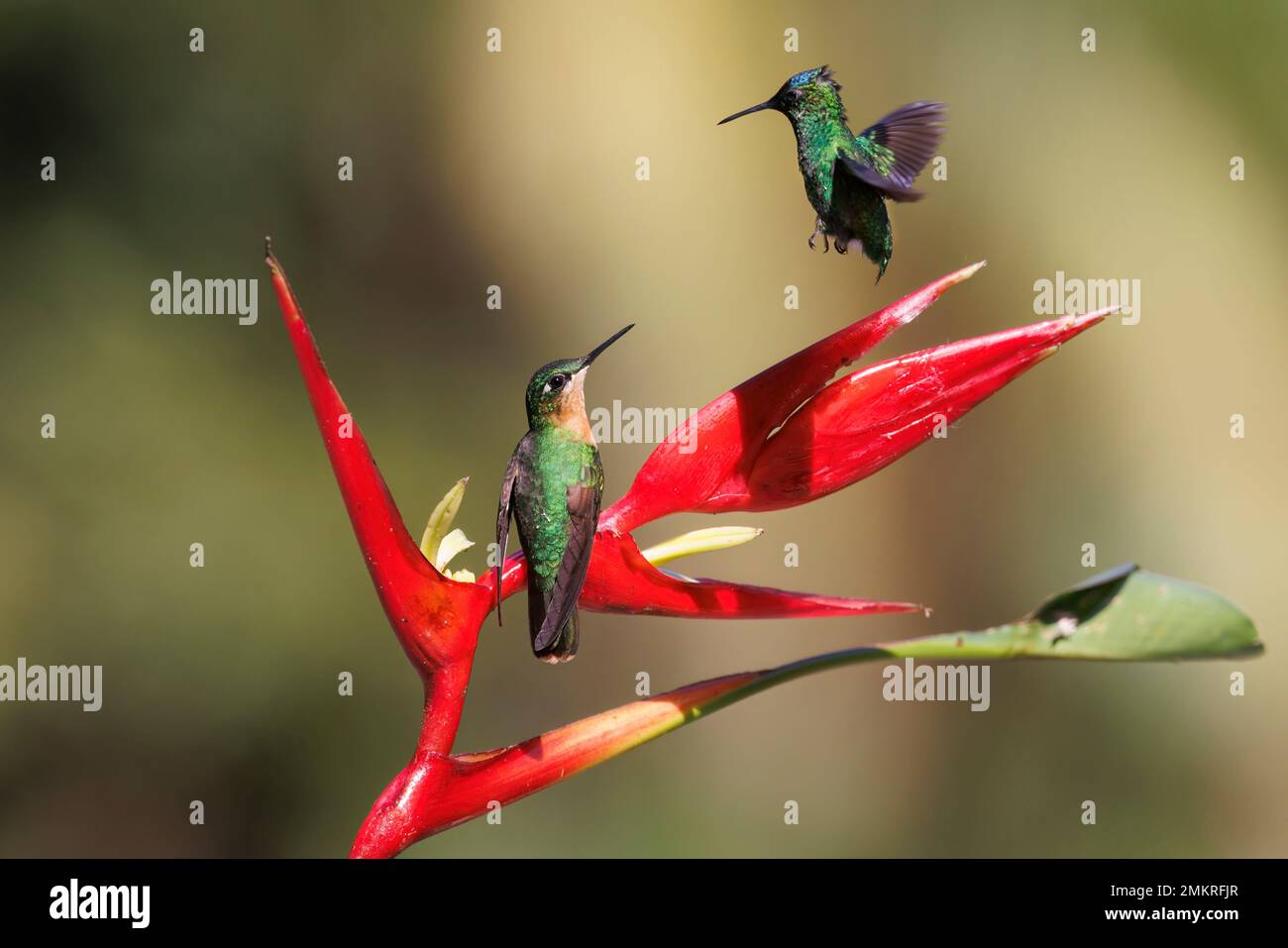 Brazilian Ruby, Trilha do Tucanos, SP, Brazil, August 2022 Stock Photo ...