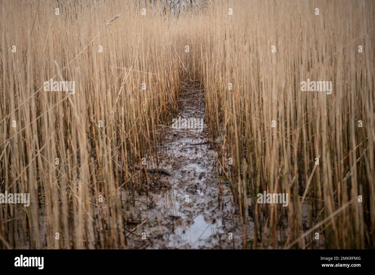 path through reedbeds Stock Photo - Alamy