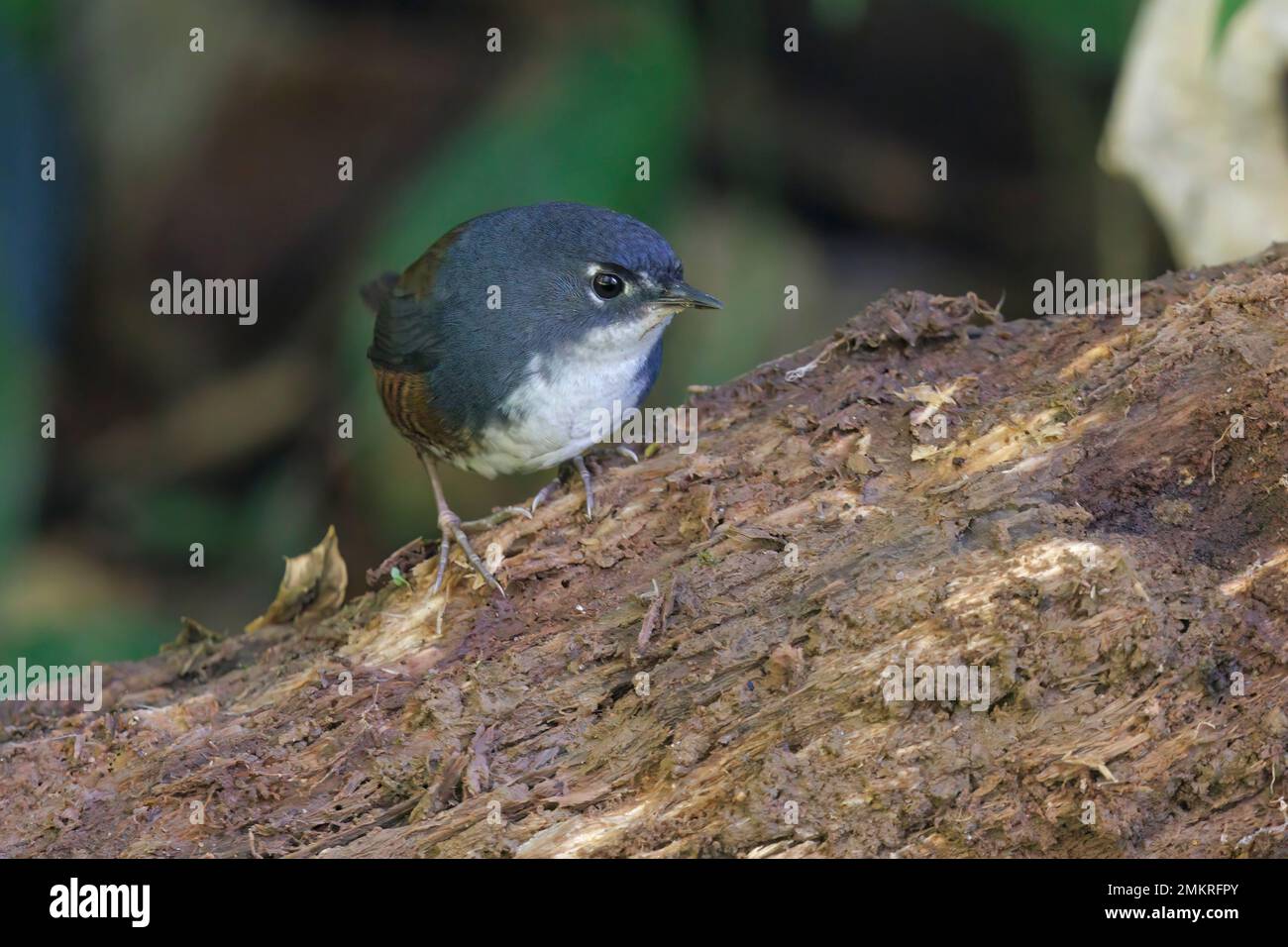 White-breasted Tapaculo, Trilha dos Tucanos, SP, Brazil, August 2022 Stock Photo - Alamy