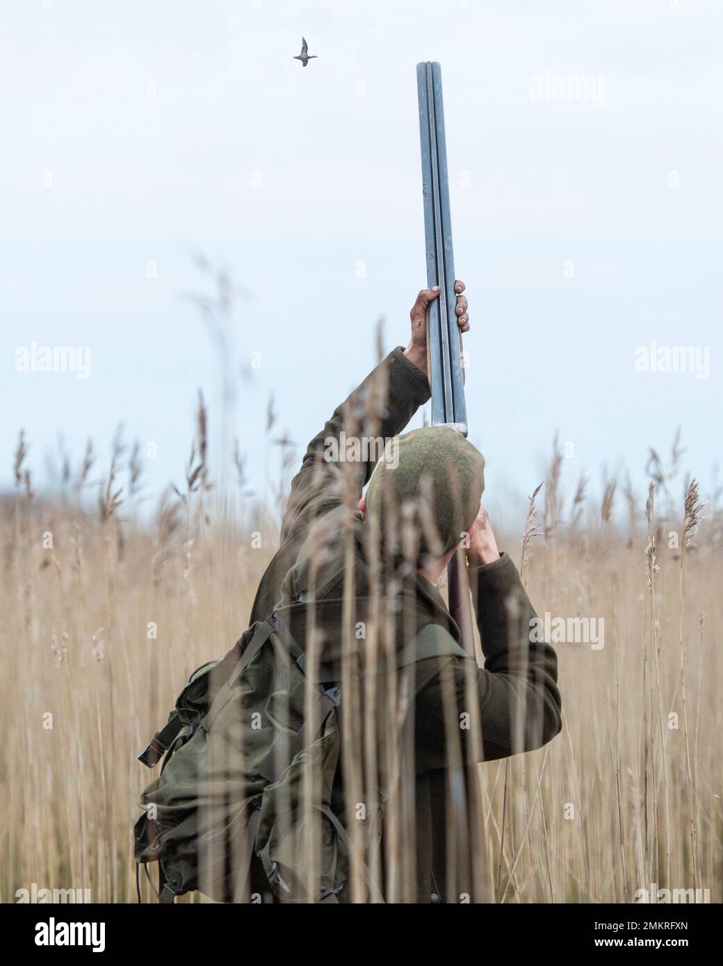 wildfowler shooting duck Stock Photo - Alamy