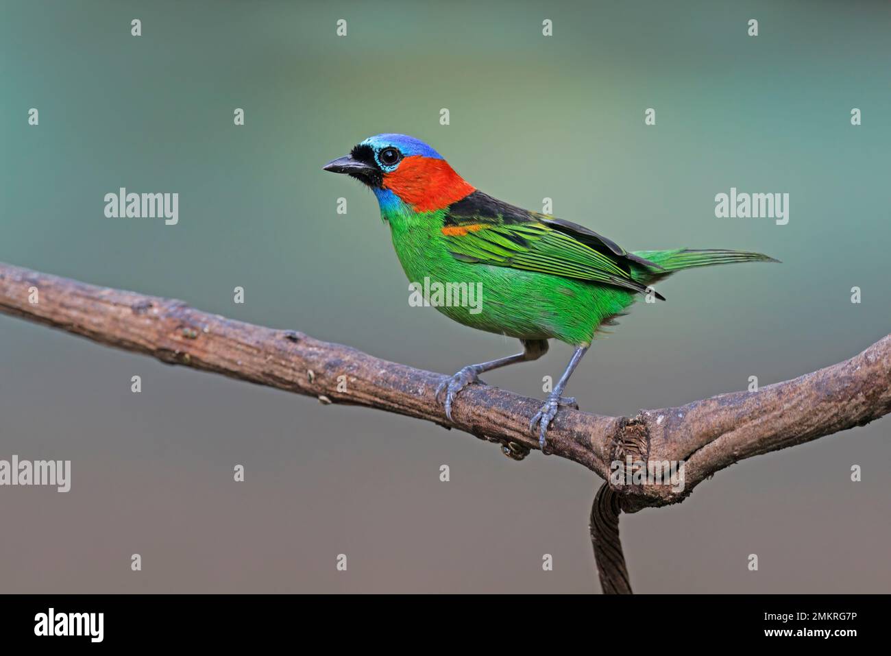 Red-necked Tanager, Peruibe, SP, Brazil, August 2022 Stock Photo - Alamy