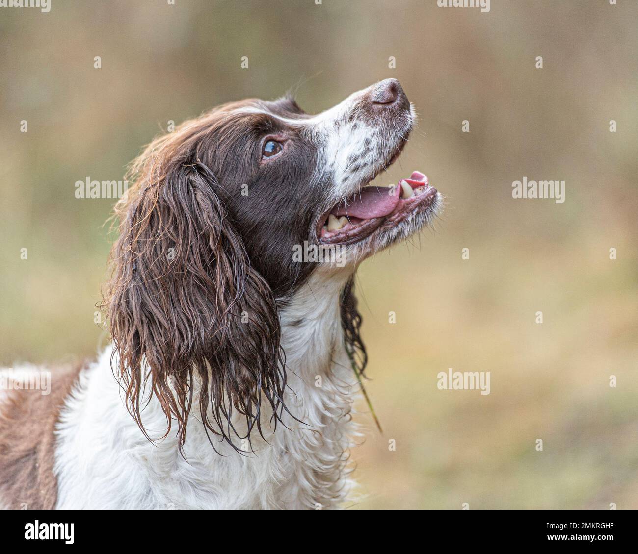 English Springer Spaniel Stock Photo - Alamy