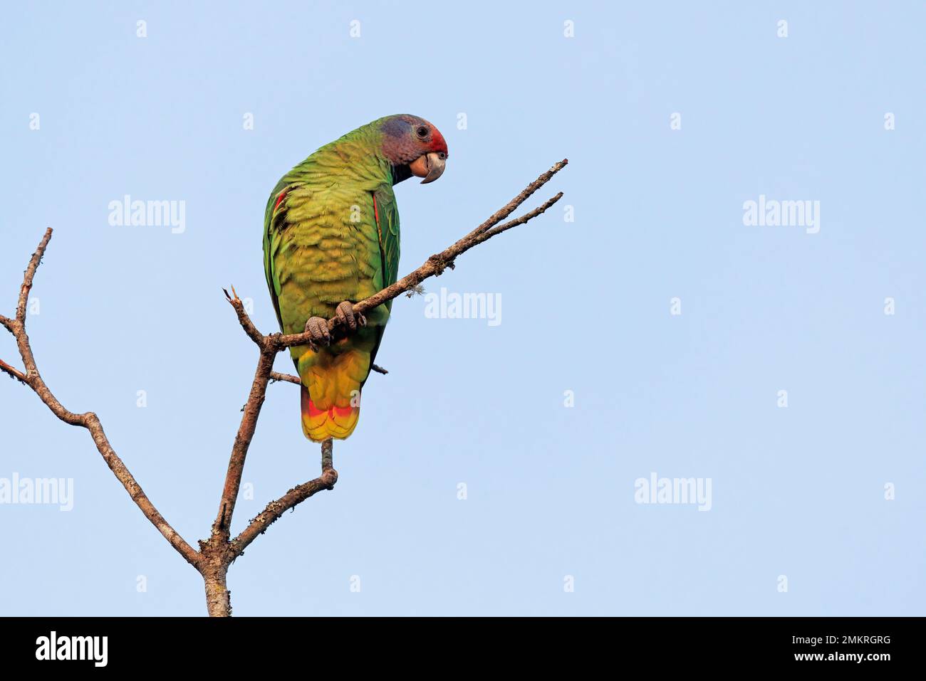 Parrot psittacidae sp hi-res stock photography and images - Alamy