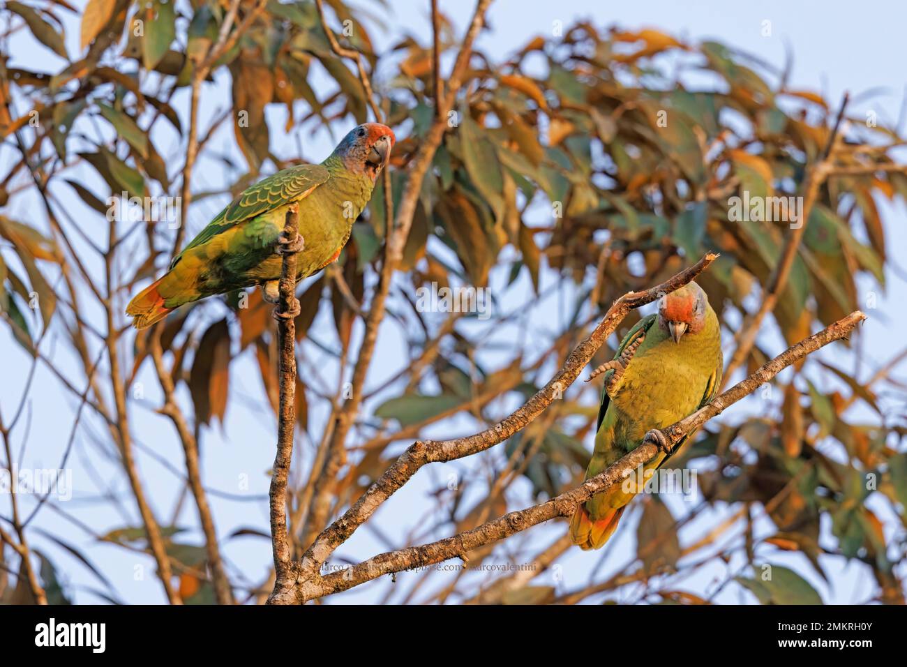 Red-tailed Parrot, Itanhaém, SP, Brazil, August 2022 Stock Photo - Alamy