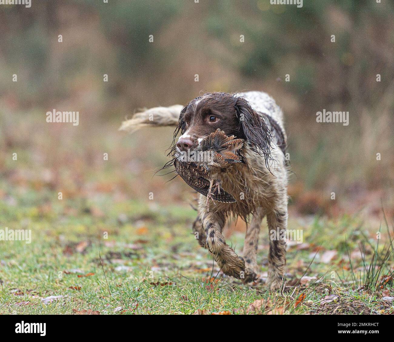 English Springer Spaniel carrying a dead woodcock Stock Photo - Alamy