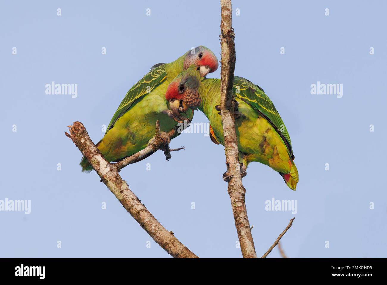 Red-tailed Parrot, Itanhaém, SP, Brazil, August 2022 Stock Photo - Alamy
