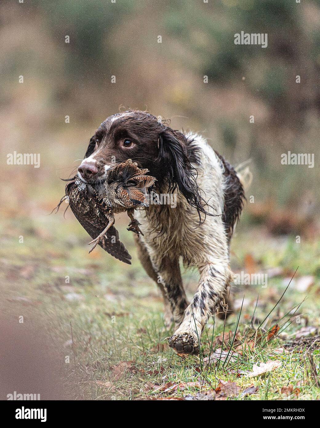 English Springer Spaniel carrying a dead woodcock Stock Photo - Alamy