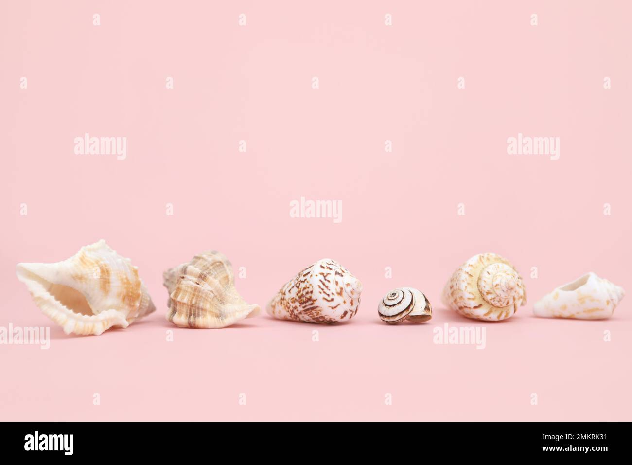 Different seashells line on pink background. Place for product ...
