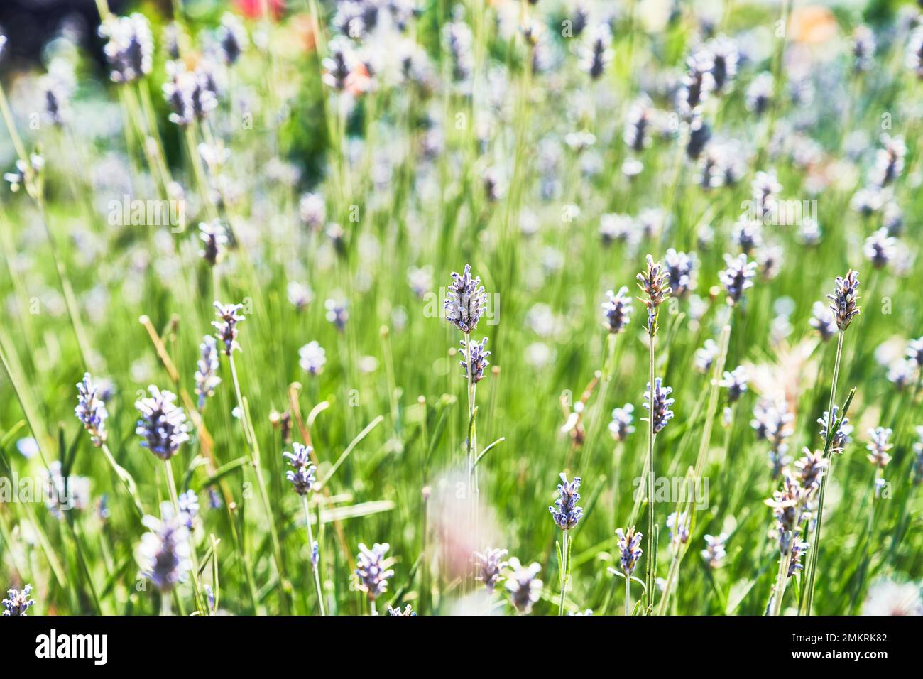 Beautiful lavender plant closeup image Stock Photo - Alamy