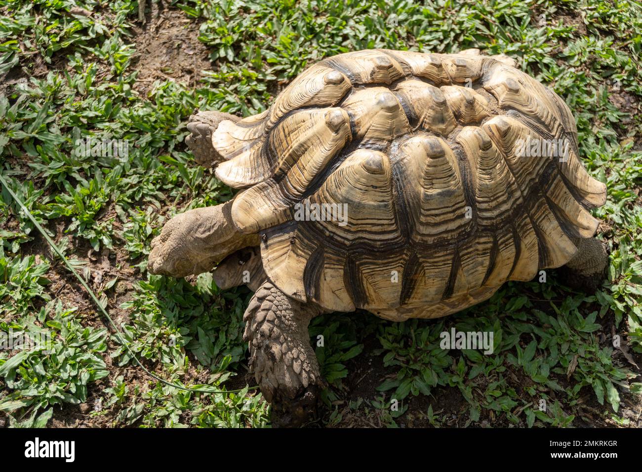 Tortoise head inside shell hi-res stock photography and images - Alamy