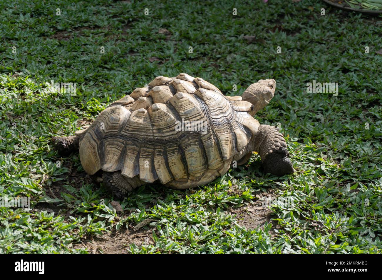 turtle walking on the grass inside the zoo landscape Stock Photo - Alamy