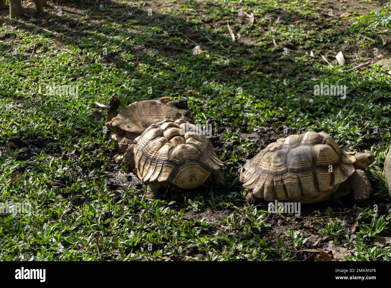 Tortoise head inside shell hi-res stock photography and images - Alamy