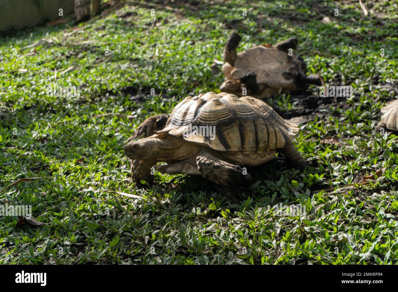 Tortoise head inside shell hi-res stock photography and images - Alamy