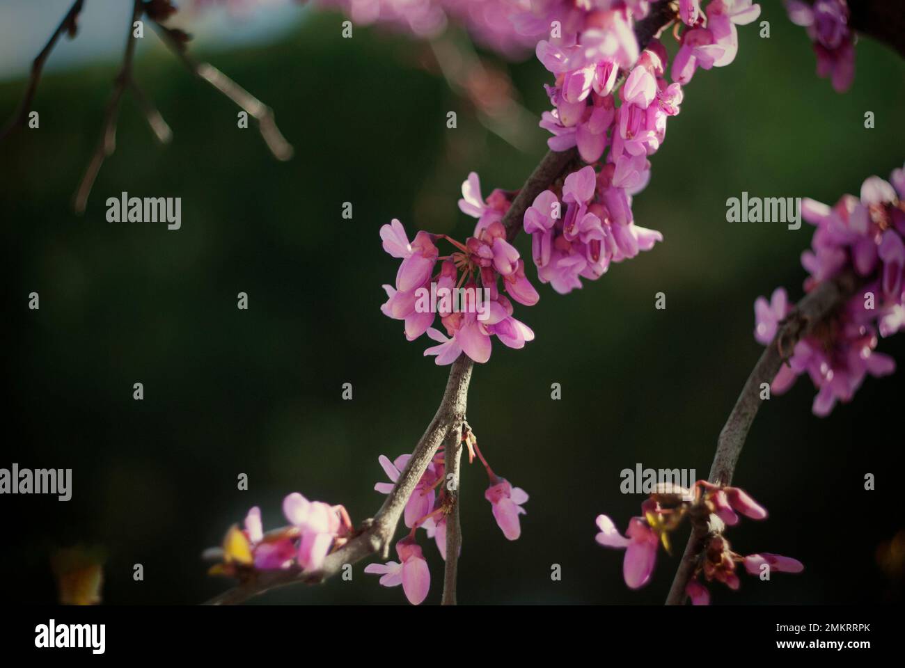 Depth of field almond tree branch in background Stock Photo - Alamy