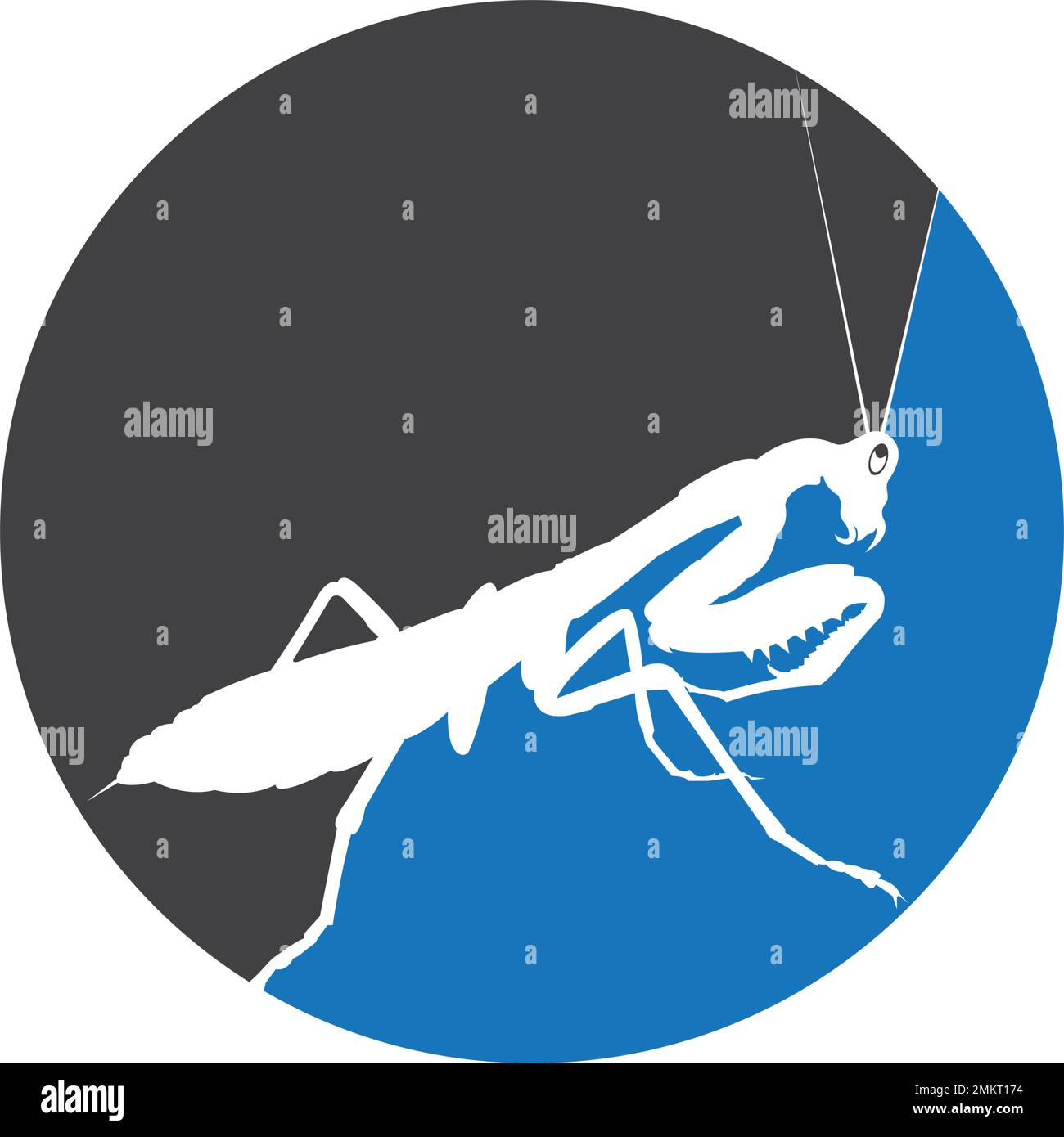 Field Grasshopper Stock Vector Images Alamy